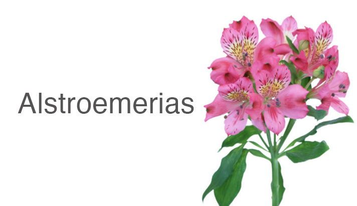 Sharbatly Club– Sharbatly.Club