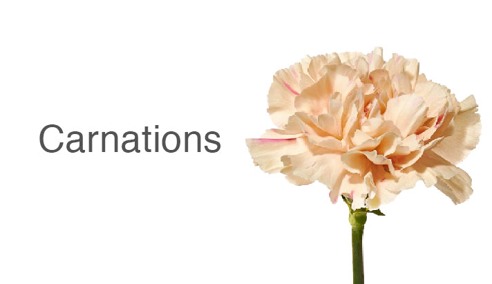 Fresh Vegetables | Sharbatly.Club