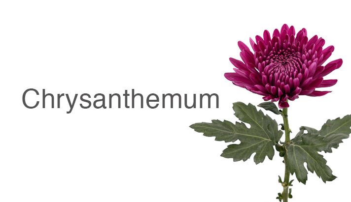 Sharbatly Club– Sharbatly.Club