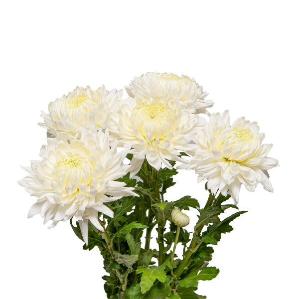 Chrysanthemums, White, Single Magnum, 5 Stems | Sharbatly.Club