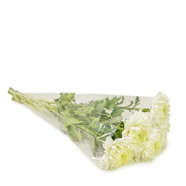 Chrysanthemum | Sharbatly.Club