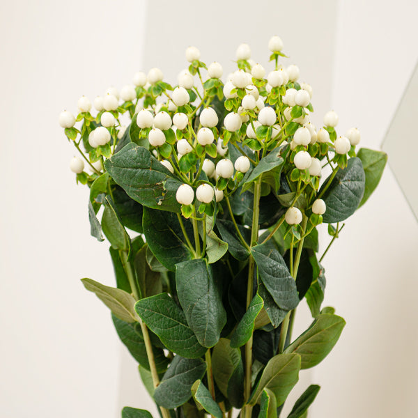Hypericum, Coco Uno, White, 10 Stems | Sharbatly.Club