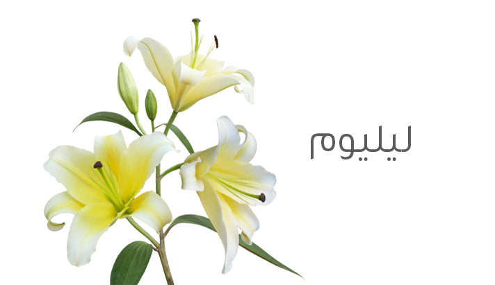 All Our products– Sharbatly.Club