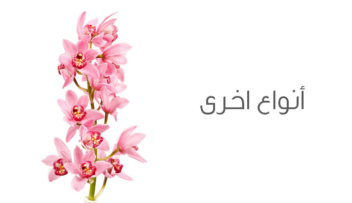 جميع منتجاتنا | Sharbatly.Club