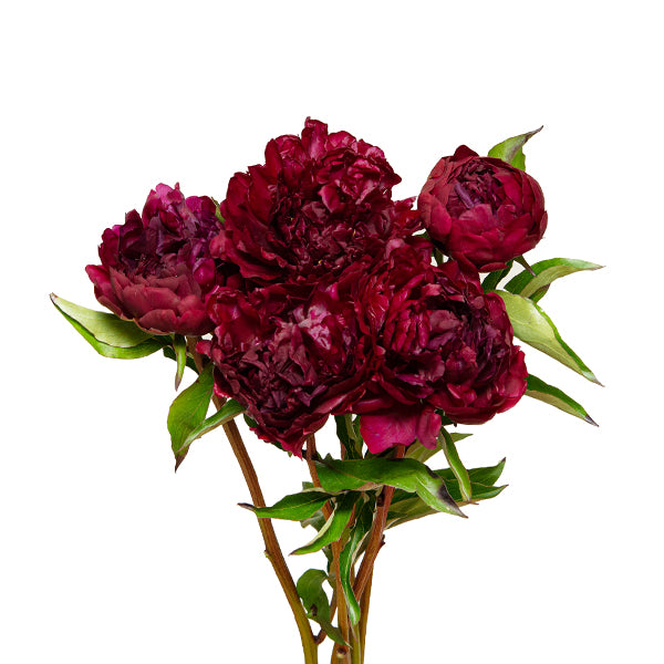 Peony, Highlight Red, 5 Stems | Sharbatly.Club