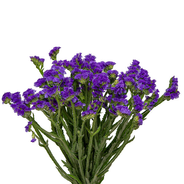 Statices, Blue, 10 Stems | Sharbatly.Club