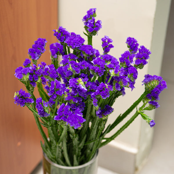 Statices, Blue, 10 Stems | Sharbatly.Club