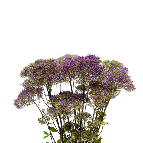 Trachelium, Blue , 10 Stems | Sharbatly.Club