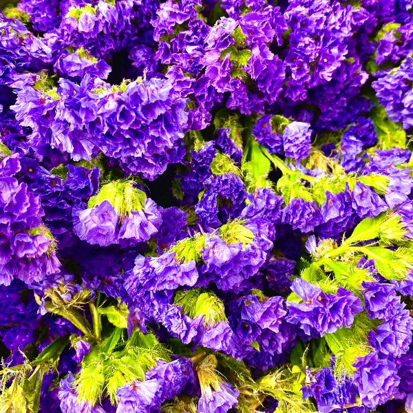 Statices, Blue, 10 Stems | Sharbatly.Club