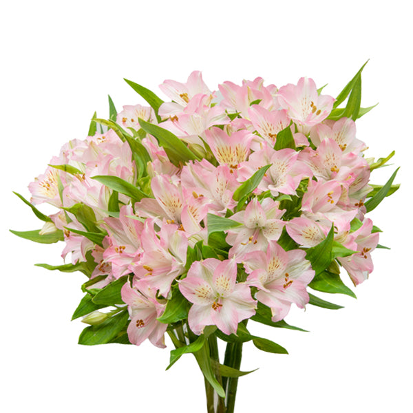 Alstroemeria, Pink , 10 stems | Sharbatly.Club