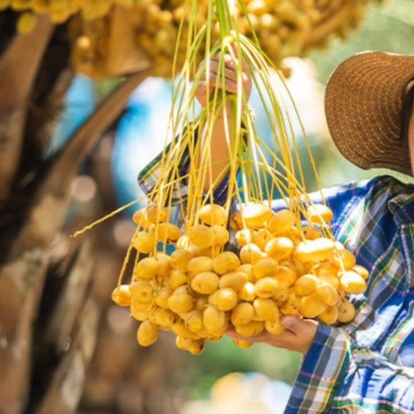 Dates, Rotana, fresh, 1.5 kg carton | Sharbatly.Club