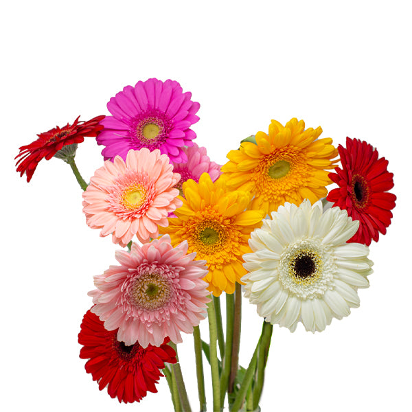 Gerbera, Hybrid Mix, 10 Stems | Sharbatly.Club