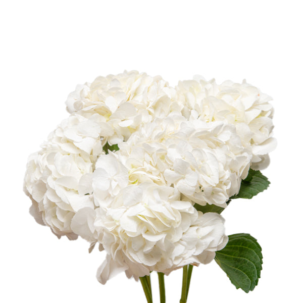 Hydrangea Ice Age -White 5 stems | Sharbatly.Club
