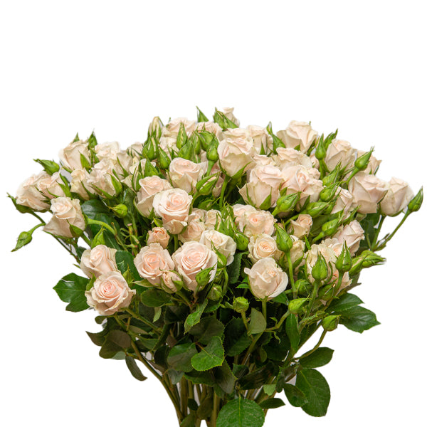 Roses Baby, Rosanella, light pink, 10 Stems | Sharbatly.Club