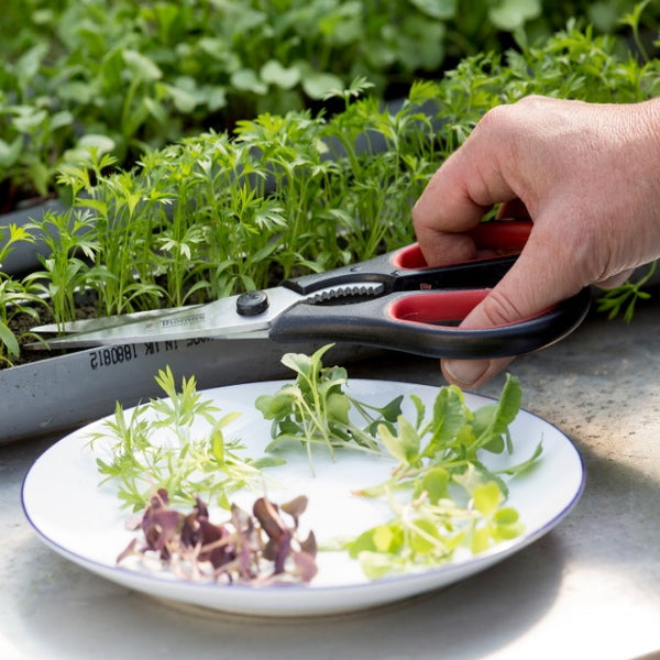 Cress, Sakura MIX *Gourmet* x18 pieces | Sharbatly.Club